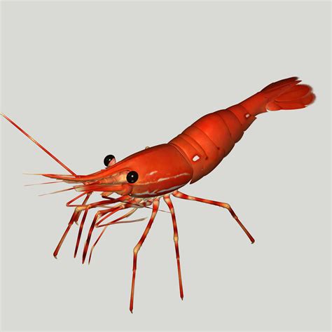 Red Spot Prawn 3d Model 280 Obj Unknown Free3d