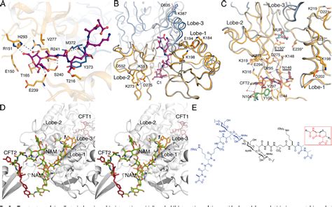 Penicillin Binding Proteins Semantic Scholar