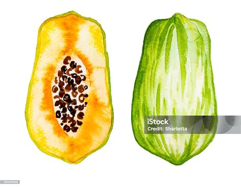 파파야 일러스트레이션 수채화 파포 흰색 배경에 격리 된 수채화 그림입니다 수채화 과일 이국적인 열대 일러스트레이션에 대한 스톡 벡터 아트 및 기타 이미지 Istock