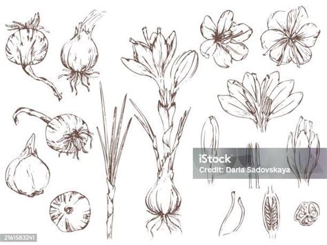 사프란 꽃과 구근의 손으로 그린 그래픽이 있는 세트입니다 사프란의 암술과 수술 크로커스의 그림 흰색 배경에 클립아트 음식 향신료 향기 디자인용 템플릿 갈색에 대한 스톡 벡터