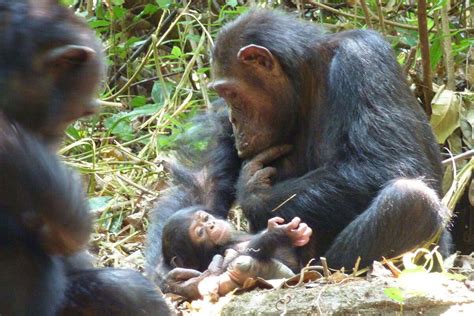 Male Chimpanzee Seen Snatching Seconds Old Chimp And Eating It New Scientist