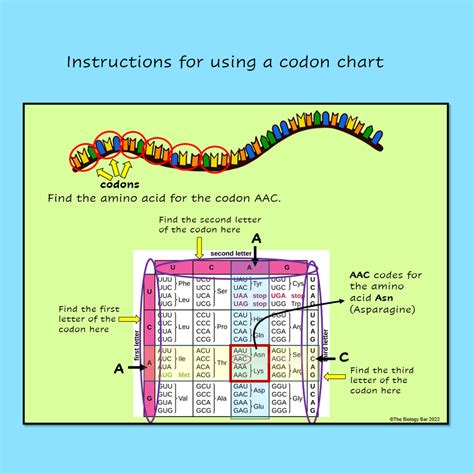 Protein Synthesis Chart