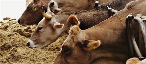 Info Terbaru Harga Bungkil Sawit Pakan Untuk Ternak Daftar Harga