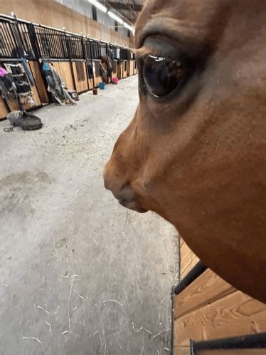 Horse Side Eye Meme Horse Side Eye Discover And Share S