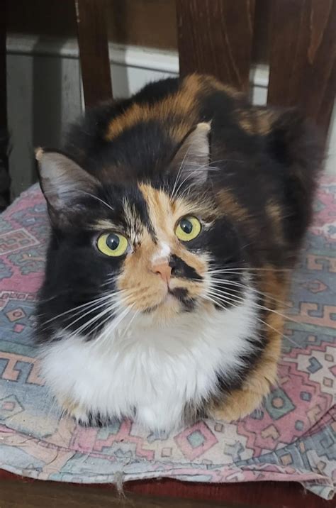 Yes Mother Scrolller