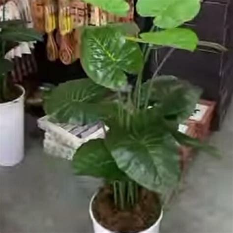 خرید و قیمت گل بابا آدم مصنوعی مشابه طبیعی قدکار110سانت به همراه گلدان