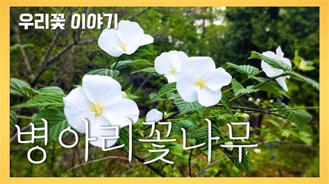 병아리꽃나무 국립수목원 우리꽃 이야기 116 Youtube
