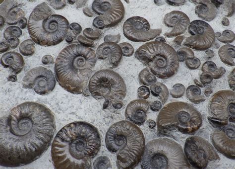 Fossil Preparation Fossil Preparation Services Fossils Uk Com