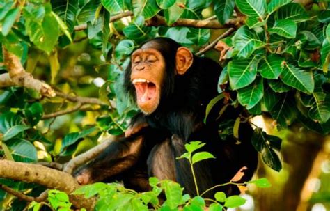 Revelan Las Características Comunes Entre Humanos Y Chimpancés