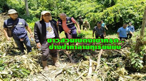 ช้างป่าบุกทำลายสวนทุเรียนชาวบ้านในพื้นที่ ต อัยเยอร์เวง อ เบตง จ ยะลา สยามท้องถิ่น
