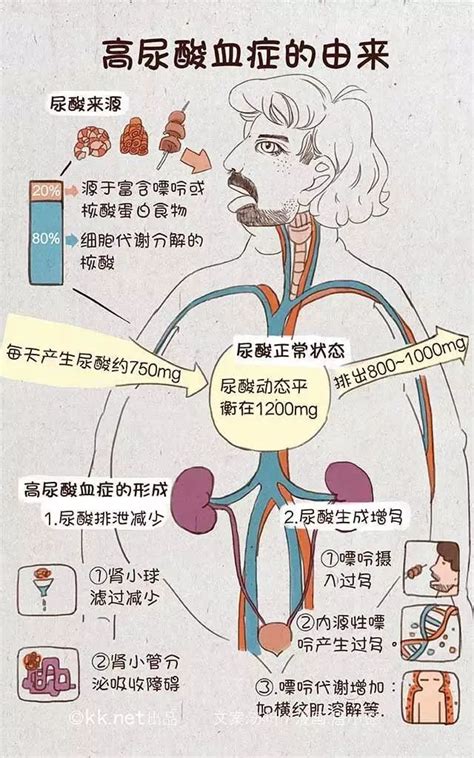 戒啤酒海鲜？不！降尿酸最好的方法是减肥。