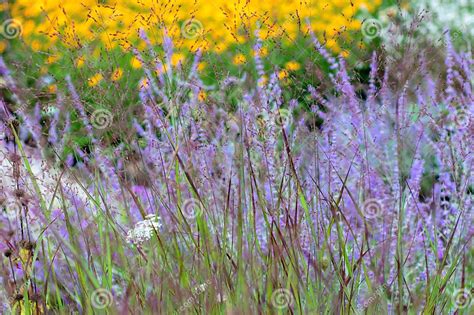 Panicum Virgatum Or Switchgrass Flowering Ornamental Grass On Blue