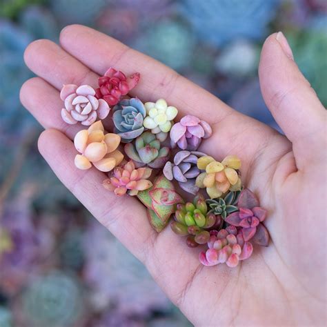 Tiny Plant Gallery Artofit