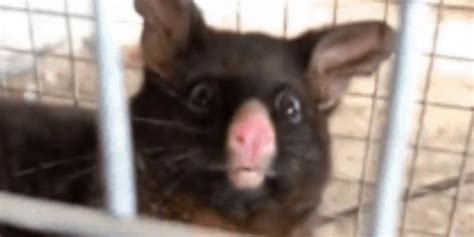 When I Forgot To Use Sudo Before Editing A Configuration File The Coding Love Programmer