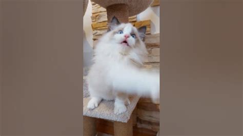 котенок рэгдолл Plushdollru Ragdoll котята животные котики кошка питомниккошек щенки