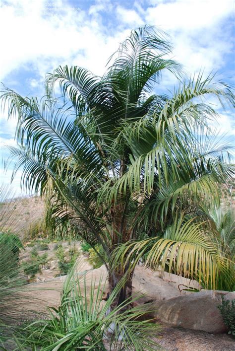 Mule Palm Pindo Queen Hybrid Jax Palm Trees