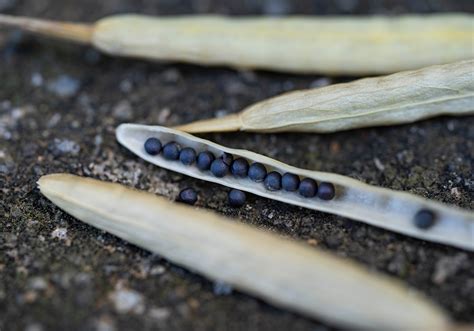 Results Ready On Seed Regulatory Modernization Survey The Western