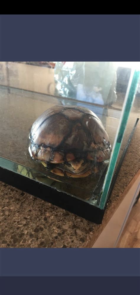 How To Heal Severe Shell Damage Please Help Rturtle