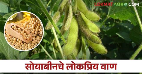 Soybean Variety हे आहेत सोयाबीनचे टॉप १० फेमस वाण तुम्ही कुठले पेरणार Soybean Variety What