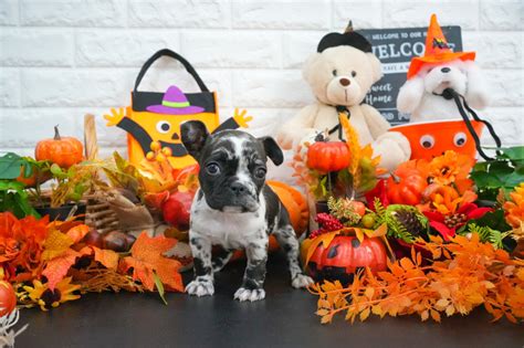 프렌치불독분양 사랑스러운 애기 강아지 공이 웰시코기분양 프렌치불독분양 보스턴테리어분양 이탈리안그레이하운드분양 베들링턴테리어분양 셔틀랜드쉽독분양 코카스파니엘분양 퍼그분양