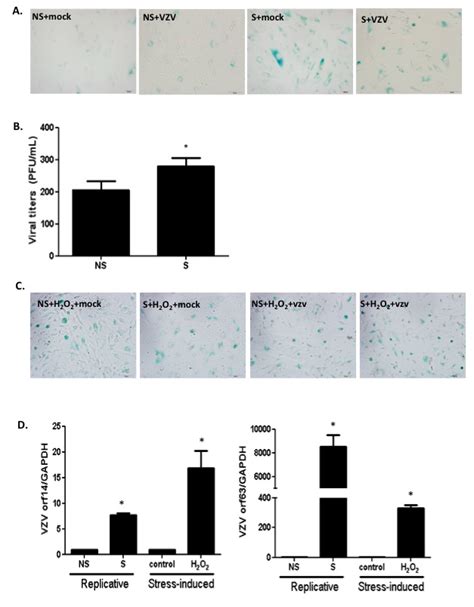 Stress Induced Or Replicative Senescence In Normal Human Dermal Download Scientific Diagram