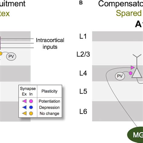 Overview Of Cross Modal Plasticity Loss Of A Sensory Modality Such As Download Scientific