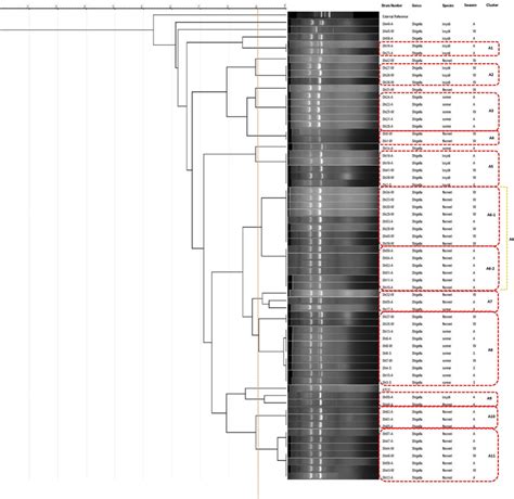 Eric Pcr Dendrogram Of 62 Shigella Spp Isolates In Hormozgan Province
