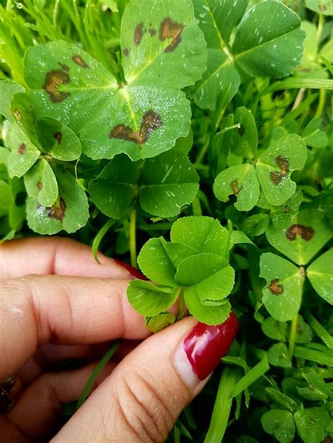 Pin By Rivka Sabolek On Lucky Four Leaf Clover Clover Leaf Four Leaf Clover Heart In Nature