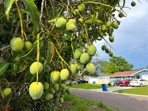 Mango Mania In The Sunshine State Your Guide To Floridas Mango Season Premier Literacy