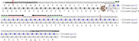 The Hiv Gag Pol Ribosomal Frameshift Site Also Mediates Hiv Reverse
