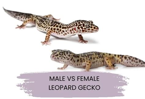 How To Sex A Leopard Gecko Male Vs Female • Cozy Lizard