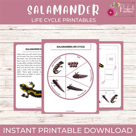 Salamander Life Cycle Diagram