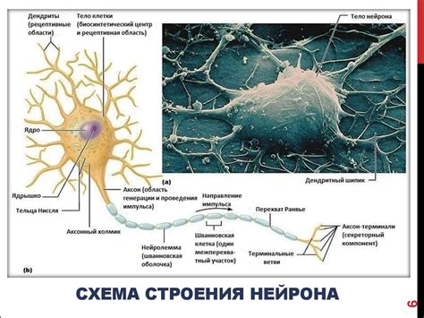 Физиология нервного волокна Лекция № 2 Передача возбуждения по