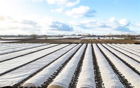 흰색 스펀본드가 늘어선 감자 농장의 아리알 탑 뷰가 부직포 직물을 번질로 세워놓았다 스펀본드 아래에 감자를 심는다 관리 및 보호를 위한 온실 효과 만들기 직물에 대한 스톡