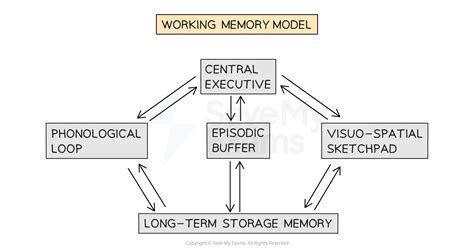 Working Memory Model Wmm Aqa As Psychology Revision Notes 2025
