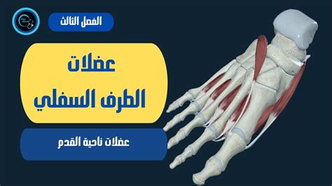 عضلات القدم السنة التحضيرية الفصل الثالث Youtube