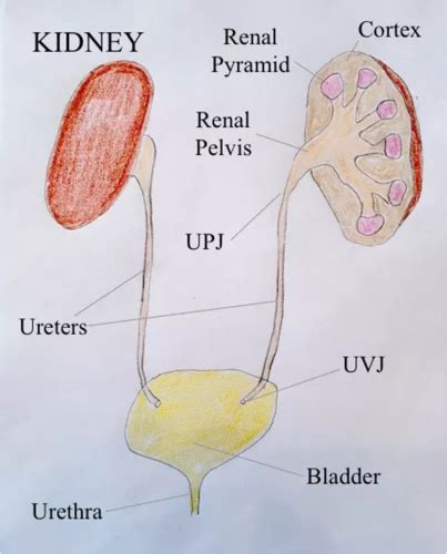 Voiding Dysfunction Flashcards Quizlet
