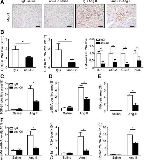 Figure 1 From Complement 5a Receptor Mediates Angiotensin Iiinduced
