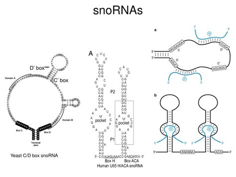 Ppt Post Transcriptional Rna Modifications Powerpoint Presentation Free Download Id 777103
