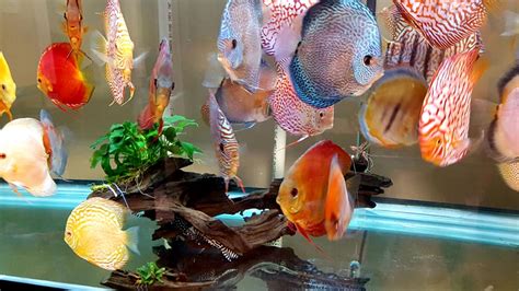 Assorted Premium Discus 10 Pack