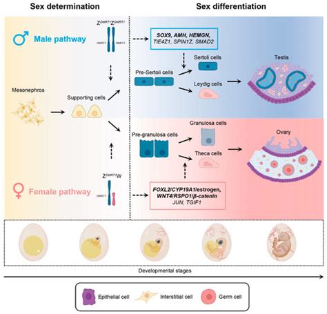 Overview Of Avian Sex Reversal
