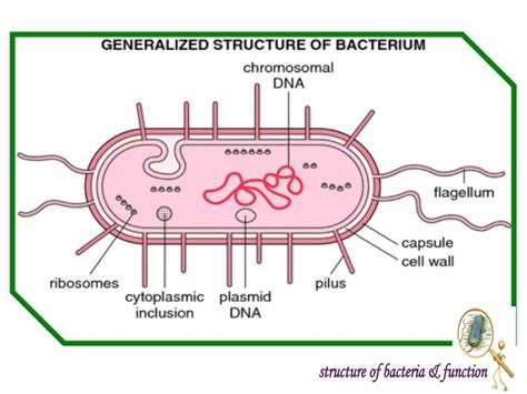 Introduction To Bacteria Structure And Function