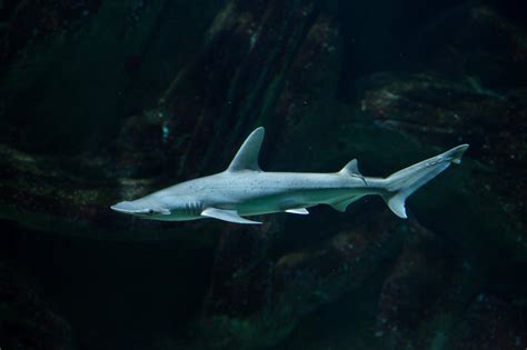 Bonnethead Shark