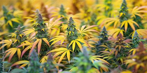 Golden Wave A Peaceful Field Of Golden Cannabis Plants Interspersed