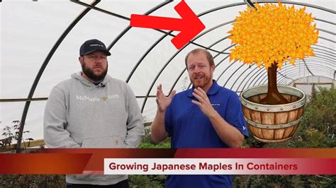 How To Grow Japanese Maples In Containers Gardening 101 Youtube
