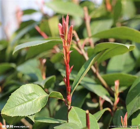球花石楠摄影图 树木树叶 生物世界 摄影图库 昵图网