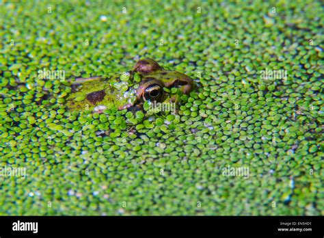Edible Frog Pelophylax Kl Esculentus Rana Kl Esculenta Covered In