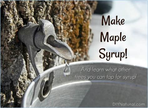 How To Make Maple Syrup And What Other Trees You Can Tap For Syrup