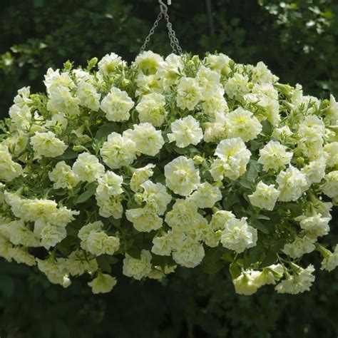 Сурфиния тумбелина (махровая) бело-желтая от производителя. Petunia ...