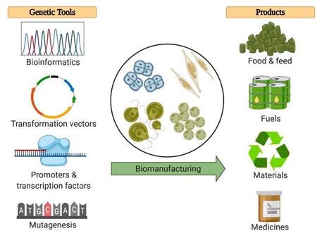 genetic engineering of microalgae lifeasible